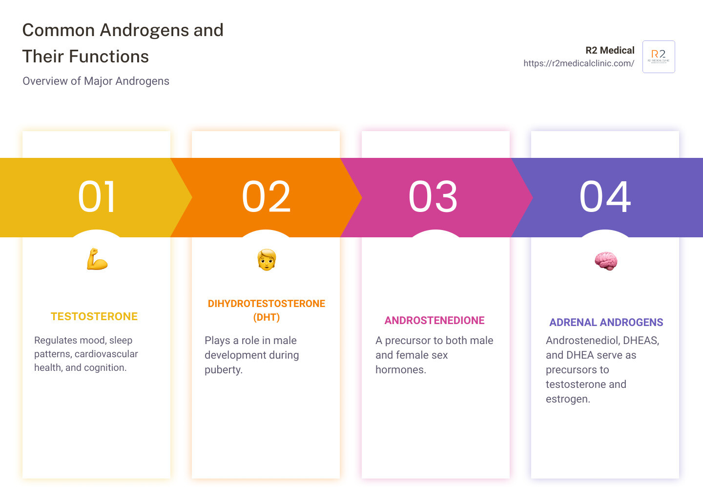 The Ins and Outs of Androgens: Understanding Hormonal Roles – R2 ...
