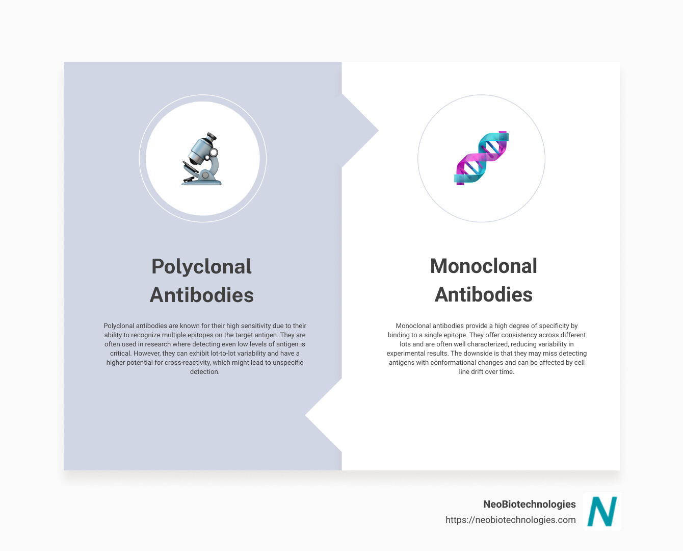 The 5 Best Primary Antibodies for Western Blot Compared - NeoBiotechnologies
