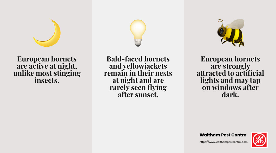 are hornets active at night? 7 Shocking Facts for 2025