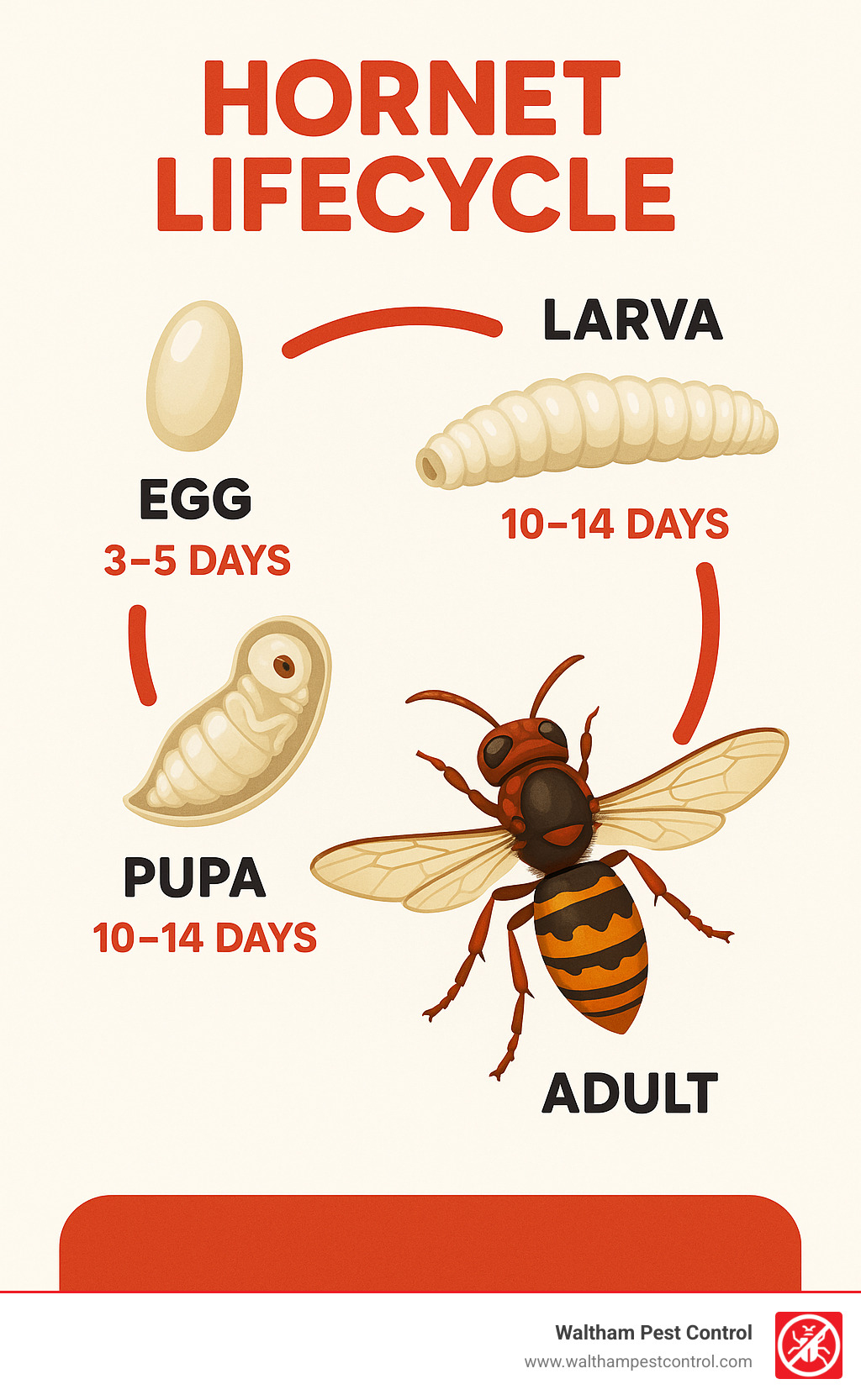 baby hornets: 5 Powerful Warning Signs to Avoid in 2025