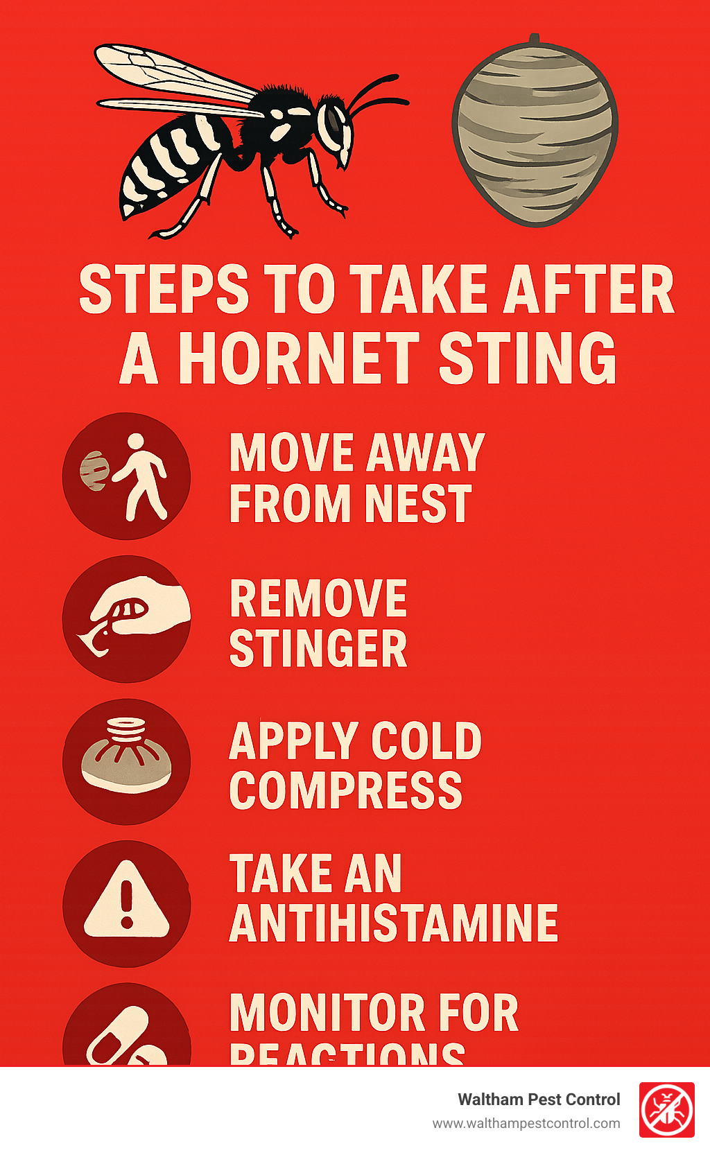 Bald Faced Hornets Nest Removal: 7 Powerful Safe Tips 2025