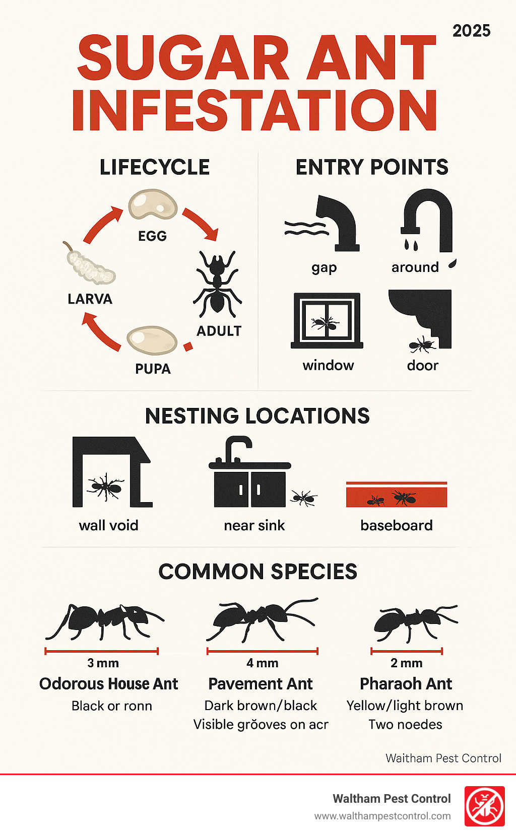 Best Sugar Ant Infestation: Top 3 Tips for Control