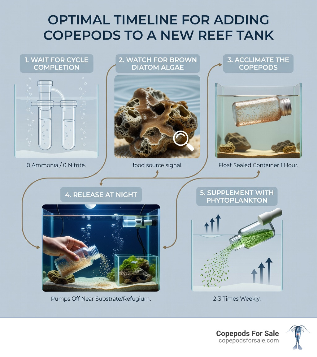 Adding Copepods to New Tank: Top 5 Guide