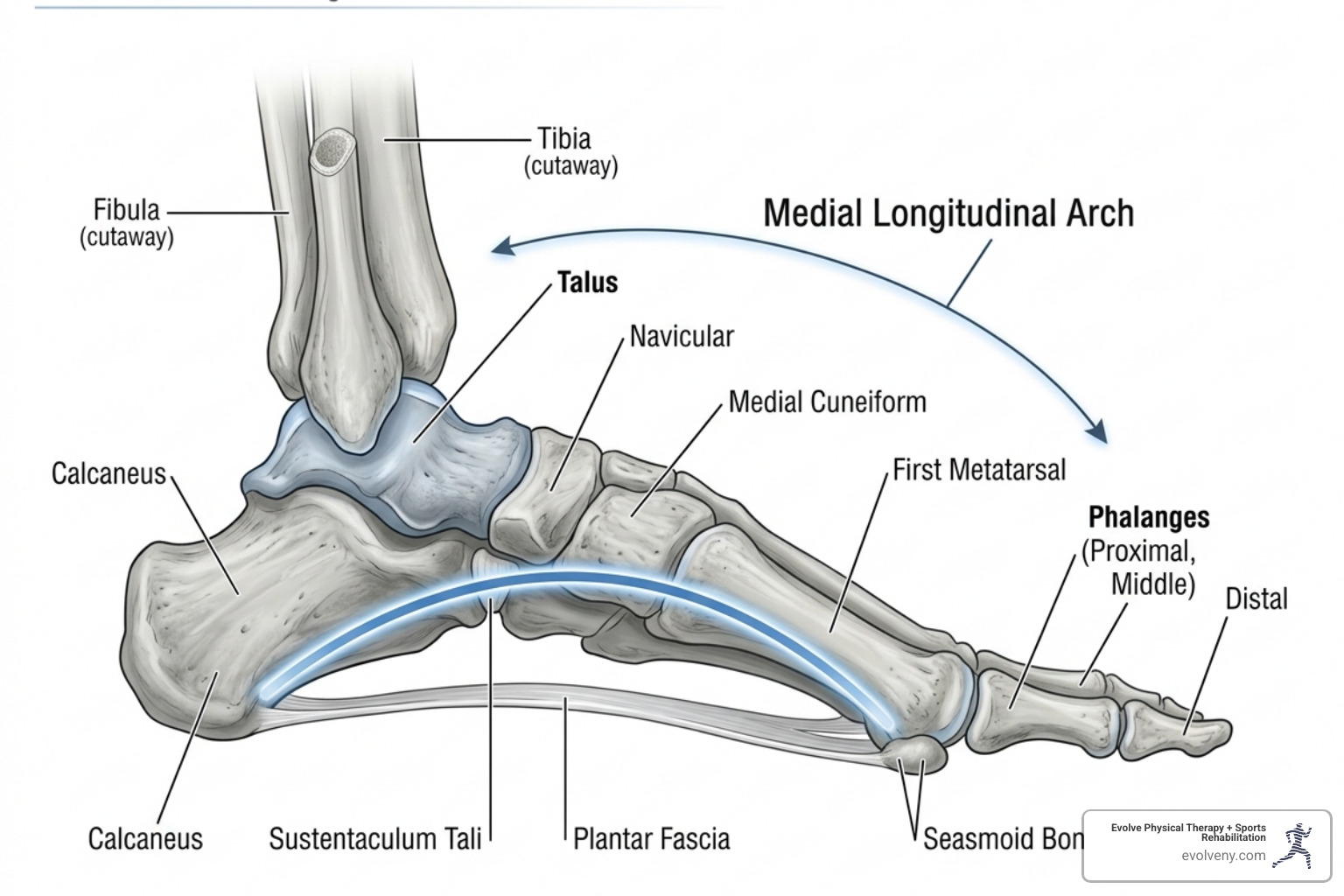 Flat Foot Physical Therapy Exercises: Top 5 Fixes — Physical Therapy in ...
