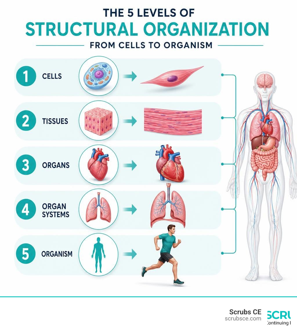 Anatomy and Physiology for Dummies: 11 Essential Systems Guide