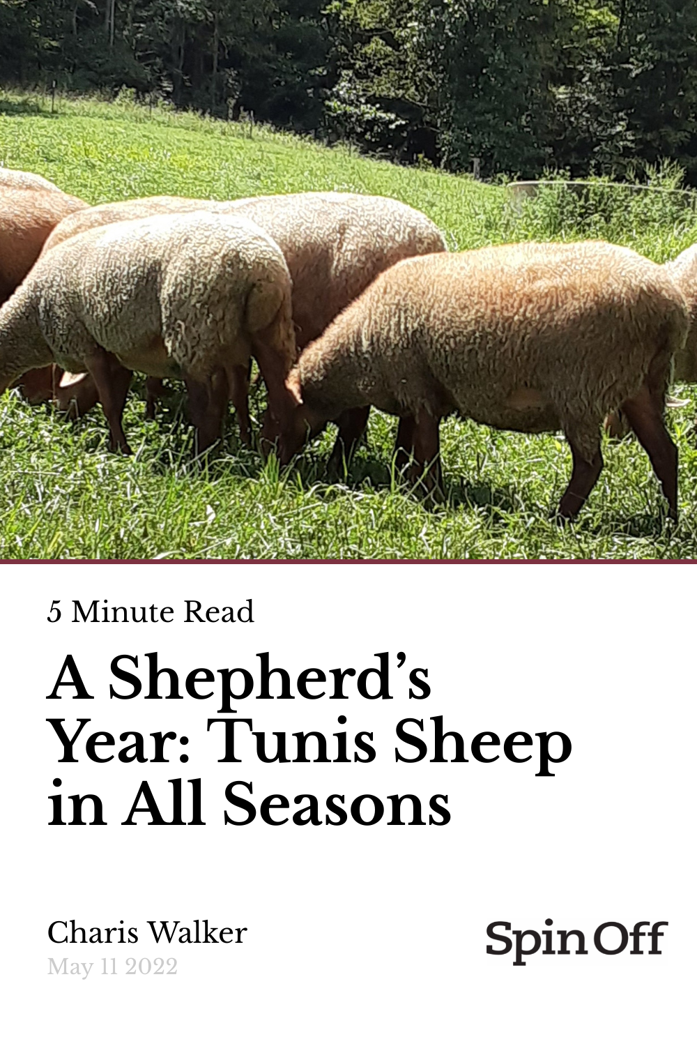 A Shepherd’s Year: Tunis Sheep in All Seasons | Spin Off