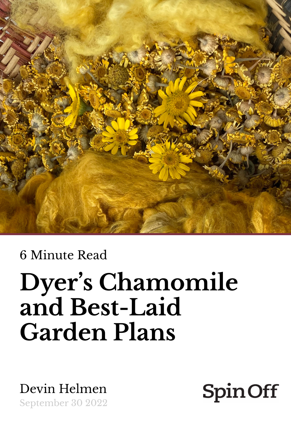 Dyer’s Chamomile and Best-Laid Garden Plans | Spin Off