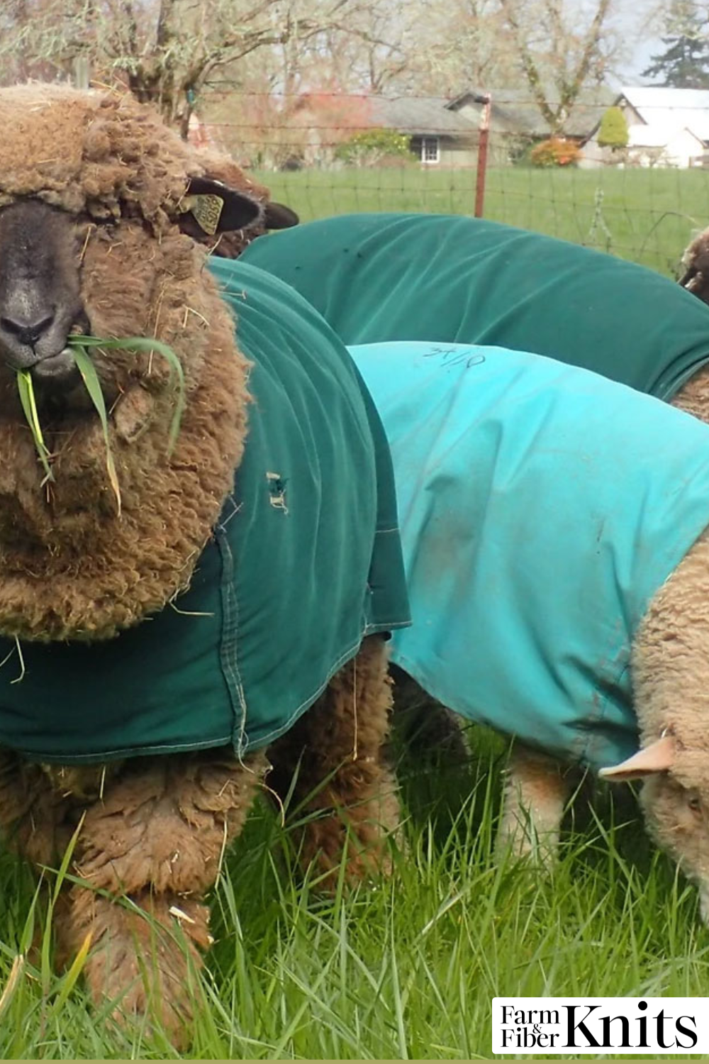 How Many Colors Can One Sheep Grow? | Farm & Fiber Knits