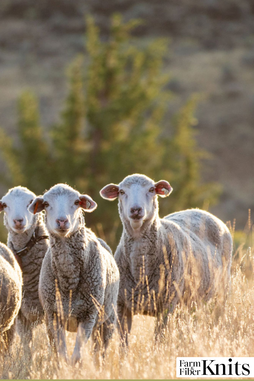 Can You Trust the Wool You’re With? RWS Certification Offers Assurances ...