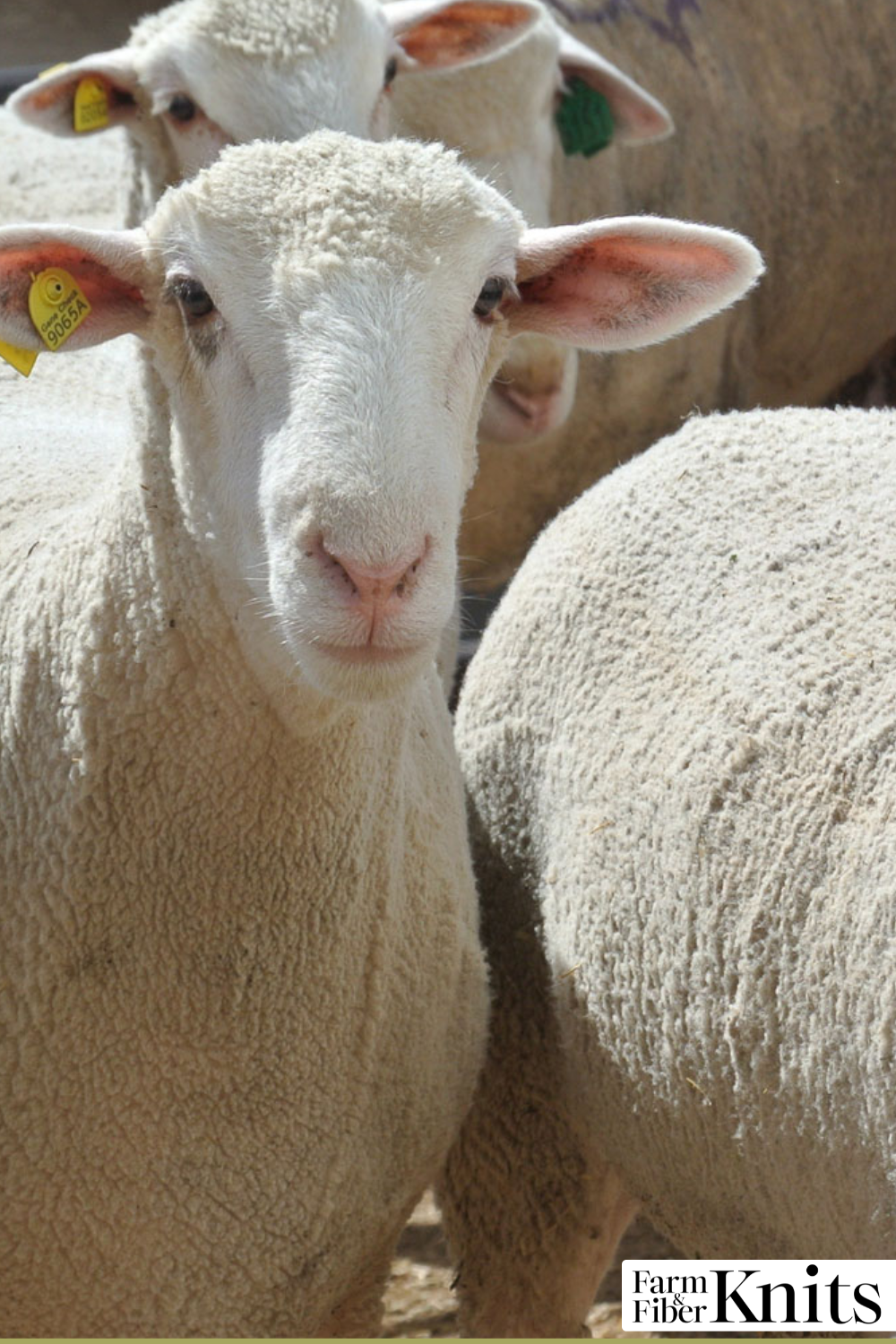 The Unsung Delights of Polypay Wool | Farm & Fiber Knits