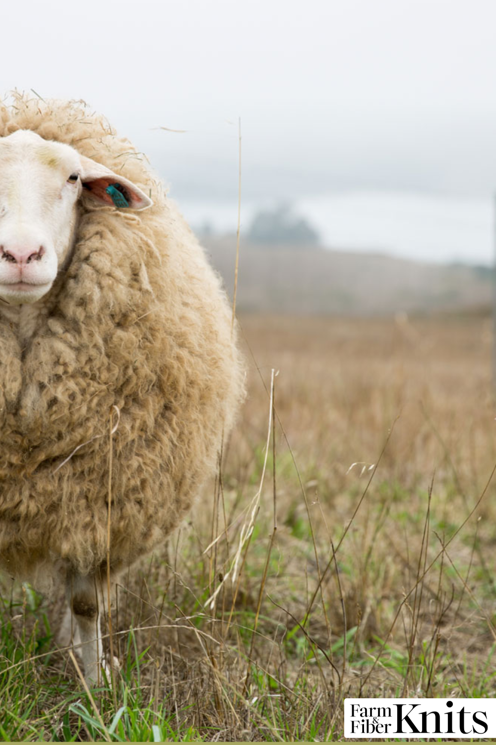 Think Globally, Knit Locally | Farm & Fiber Knits