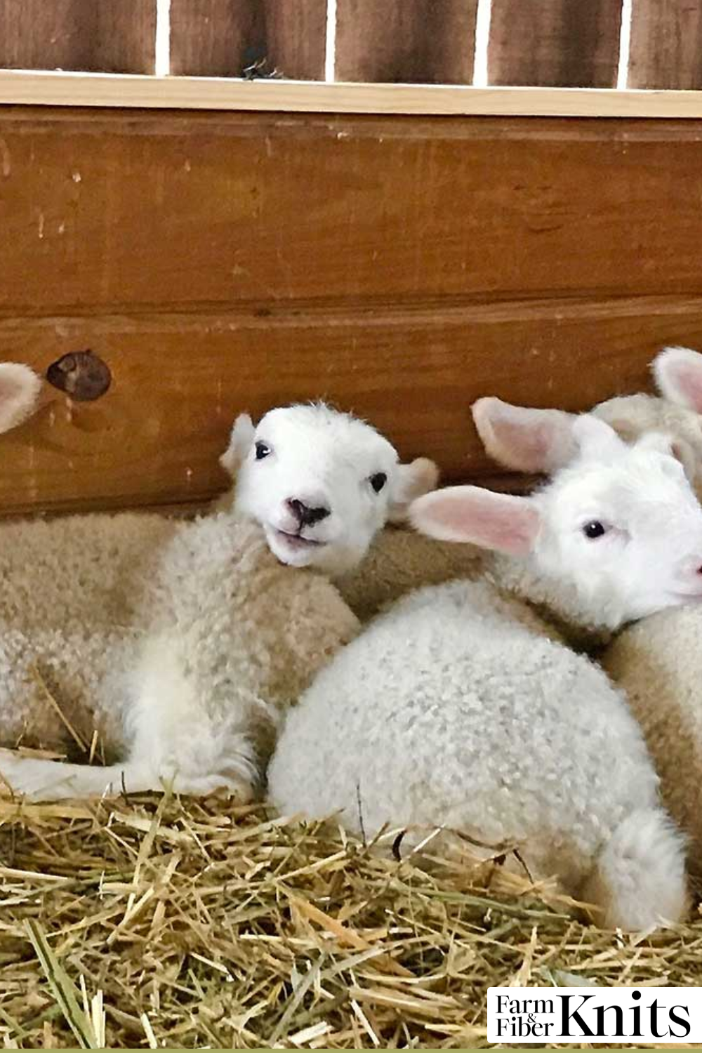 A Shepherd’s Year: What to Expect When You’re Expecting (Lambs) | Farm ...