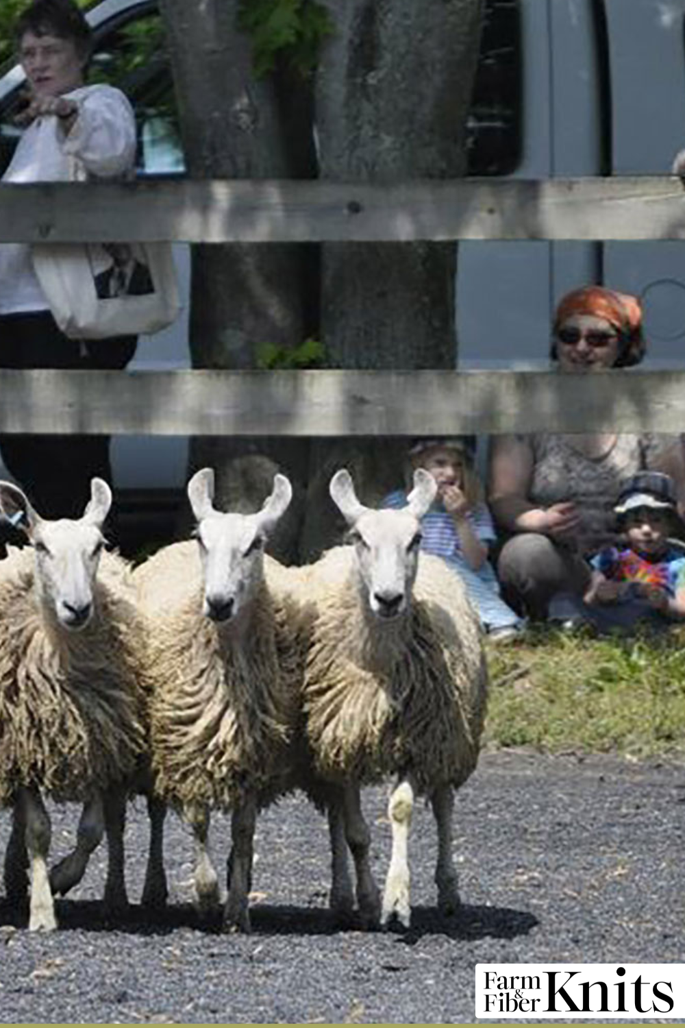 Behind the Scenes at the Sheep and Wool Show | Farm & Fiber Knits
