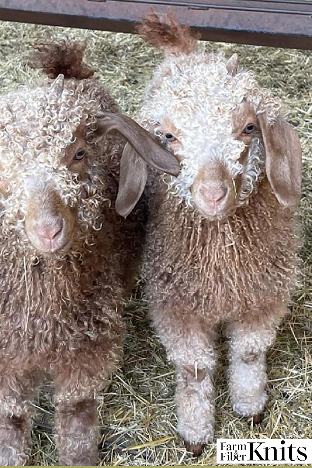 Angora Goats: Why Every Herd Needs a Daisy! | Farm & Fiber Knits