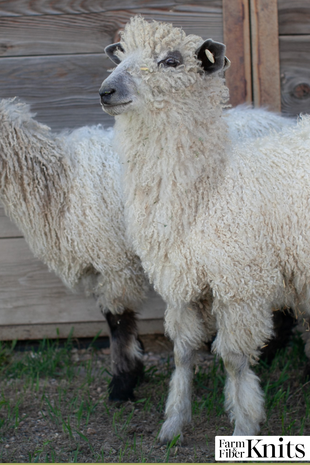 Beyond Soft: Long, Strong, Lustrous Wool | Farm & Fiber Knits