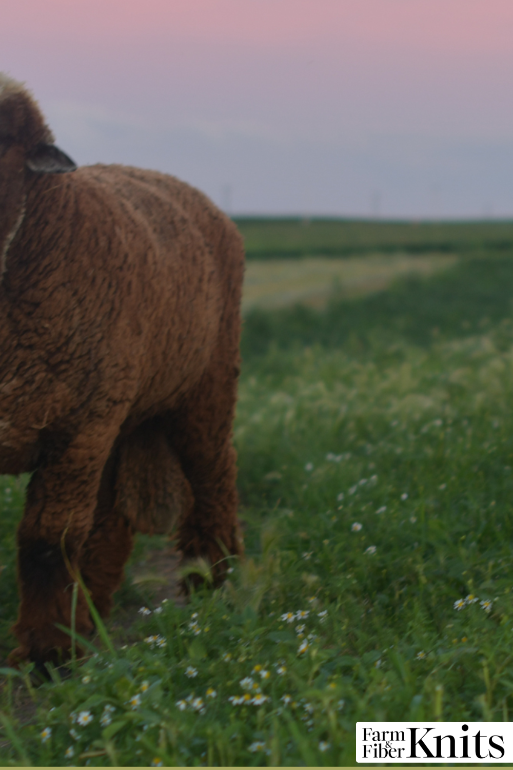 “Your wool is worth nothing.” | Farm & Fiber Knits