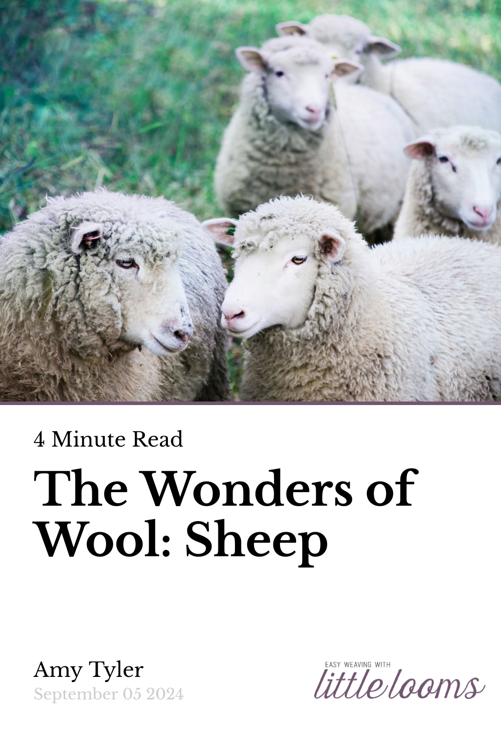 The Wonders of Wool: Sheep | Little Looms