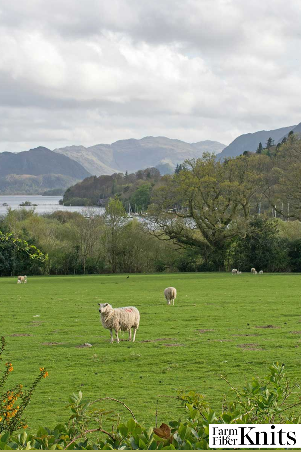 Do You Know Where Your Wool Comes From? | Farm & Fiber Knits