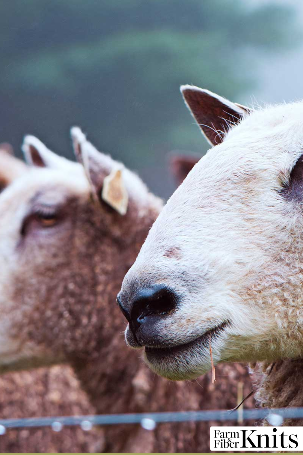 Why Knit with Bluefaced Leicester? | Farm & Fiber Knits