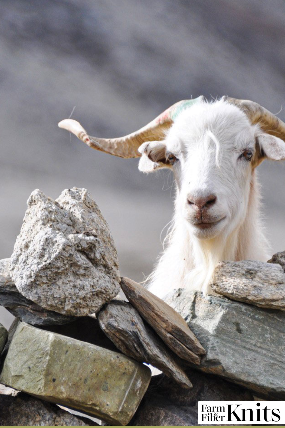Melting Glaciers, Cashmere Goats, and How Knitting Can Help | Farm ...