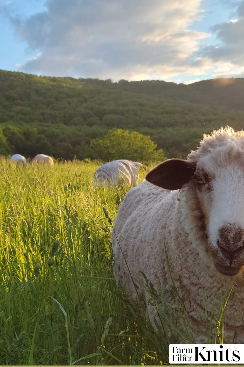 Rare Breed, Rare Yarn: Try Small-Batch Romeldale CVM | Farm & Fiber Knits