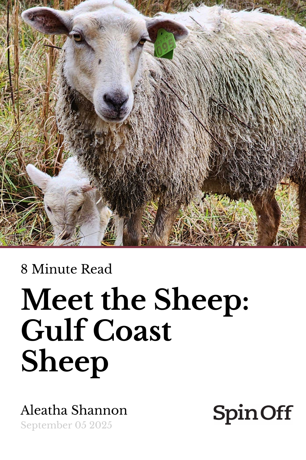 Meet the Sheep: Gulf Coast Sheep | Spin Off