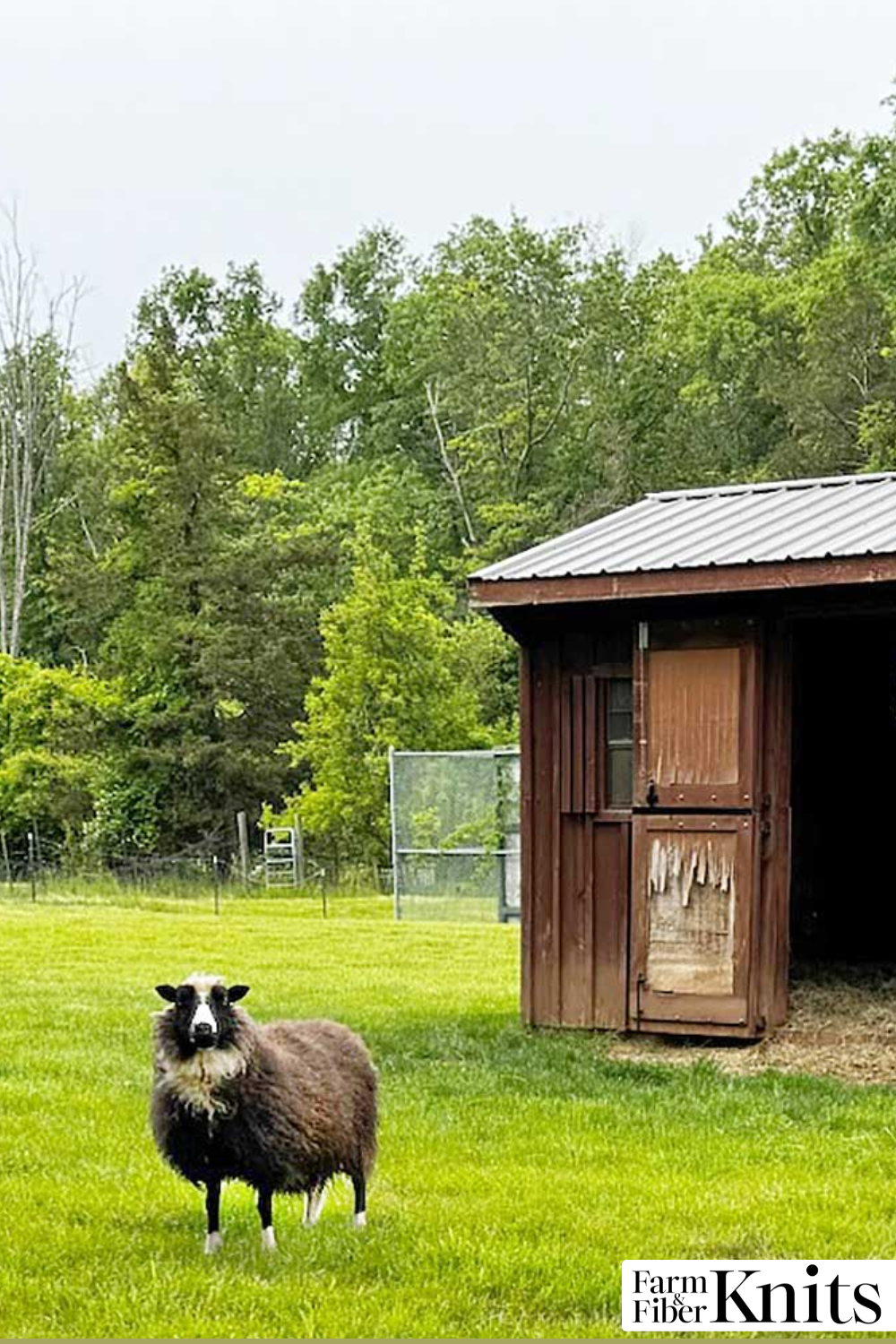 Who’s Running the Show? Sheep at the Photo Shoot | Farm & Fiber Knits