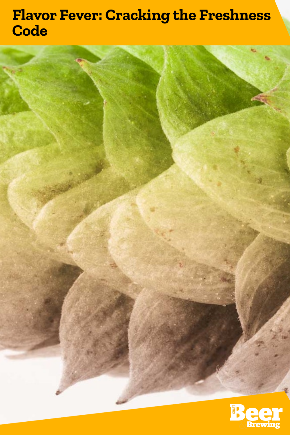 Flavor Fever: Cracking the Freshness Code | Craft Beer & Brewing