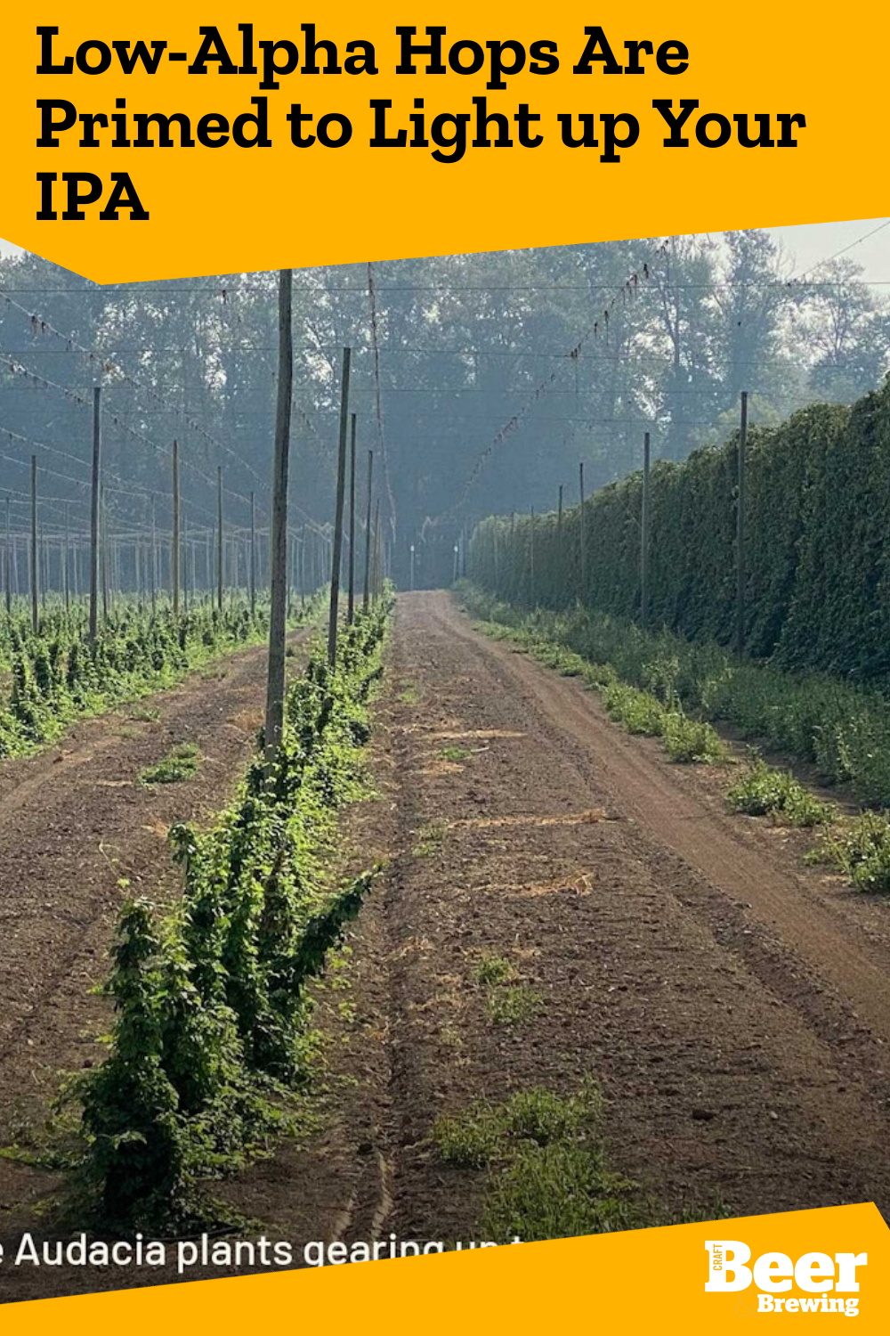 Low-Alpha Hops Are Primed to Light up Your IPA | Craft Beer & Brewing
