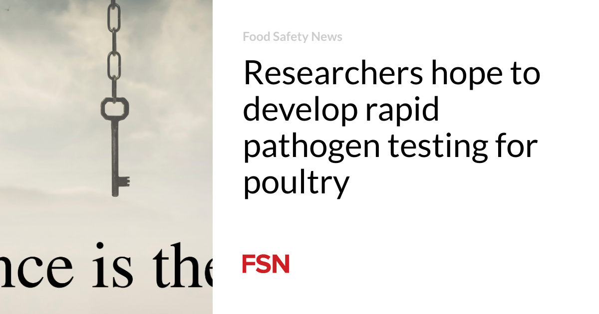 Researchers hope to develop rapid pathogen testing for poultry | Food ...