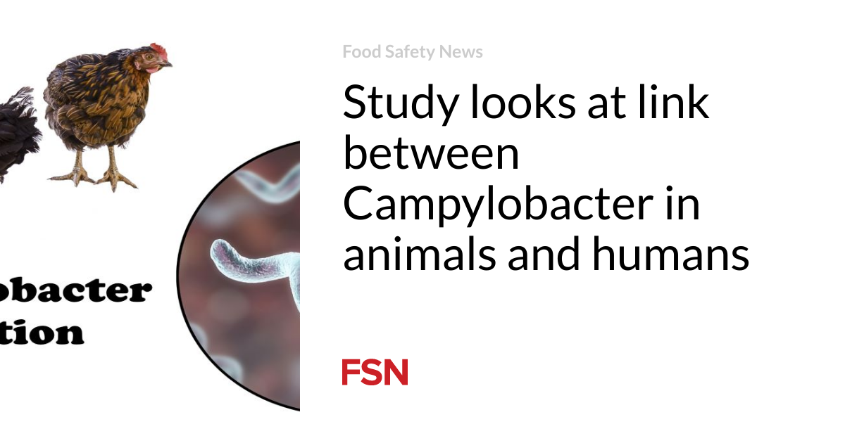 Study looks at link between Campylobacter in animals and humans | Food ...