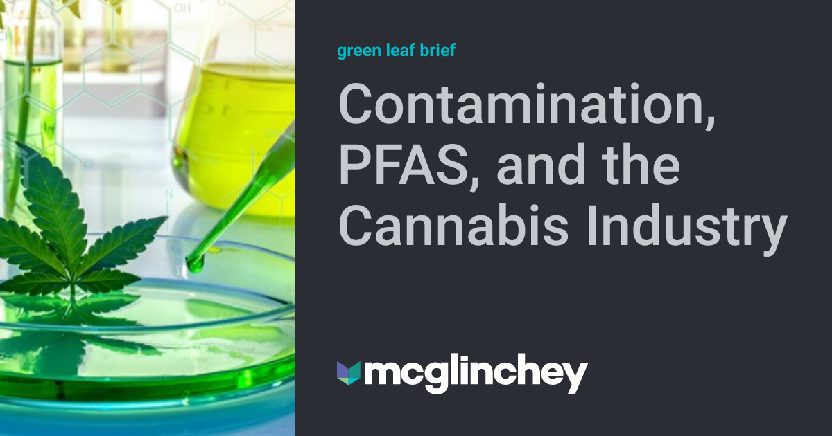 Contamination, PFAS, and the Cannabis Industry | green leaf brief