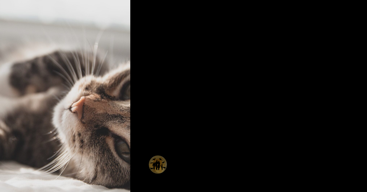 Cats and Clostridium (Clostridioides) difficile Infections in People ...