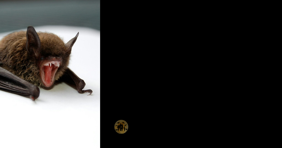 Human Rabies Case, Ontario | Worms & Germs Blog