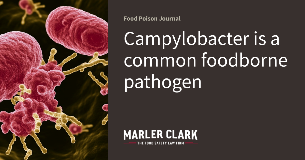 Campylobacter is a common foodborne pathogen | Food Poison Journal