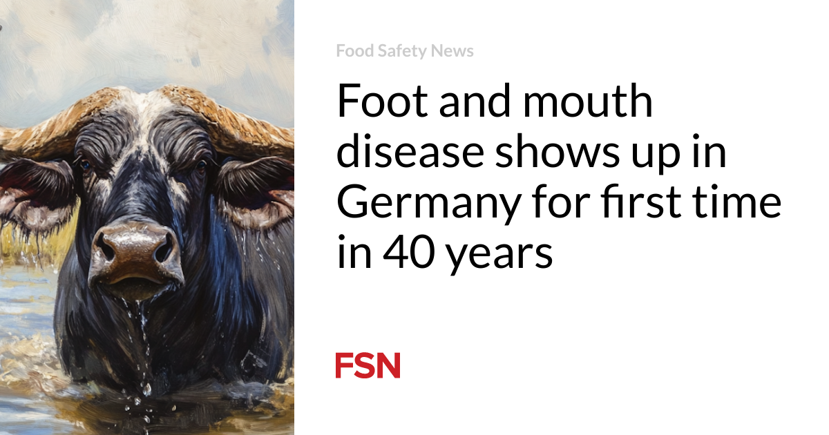 Foot and mouth disease shows up in Germany for first time in 40 years ...