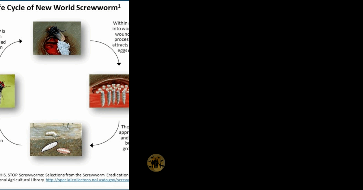 New World Screwworm: Primer for Canadian Veterinarians | Worms & Germs Blog