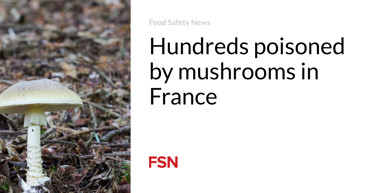 Hundreds poisoned by mushrooms in France | Food Safety News