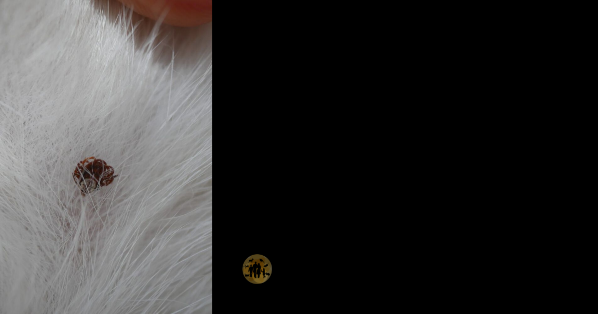 Tick dragging, canine style | Worms & Germs Blog