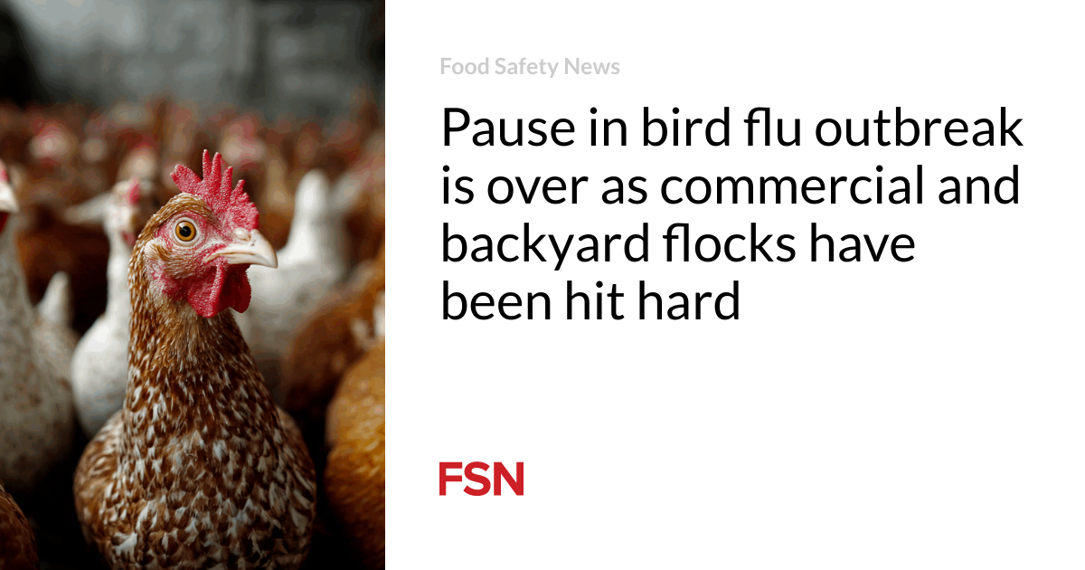 Pause in bird flu outbreak is over as commercial and backyard flocks ...