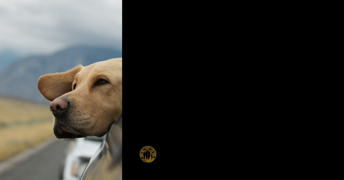 New World Screwworm Prevention and Treatment Options in Dogs and Cats ...