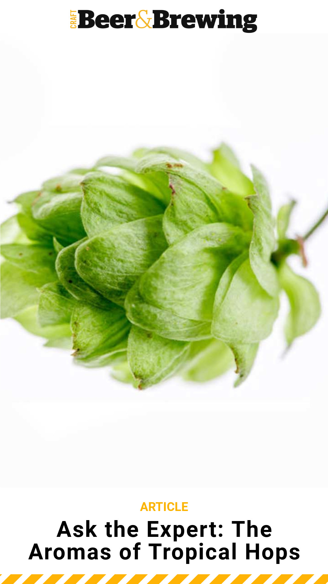 Ask the Expert: The Aromas of Tropical Hops | Craft Beer & Brewing