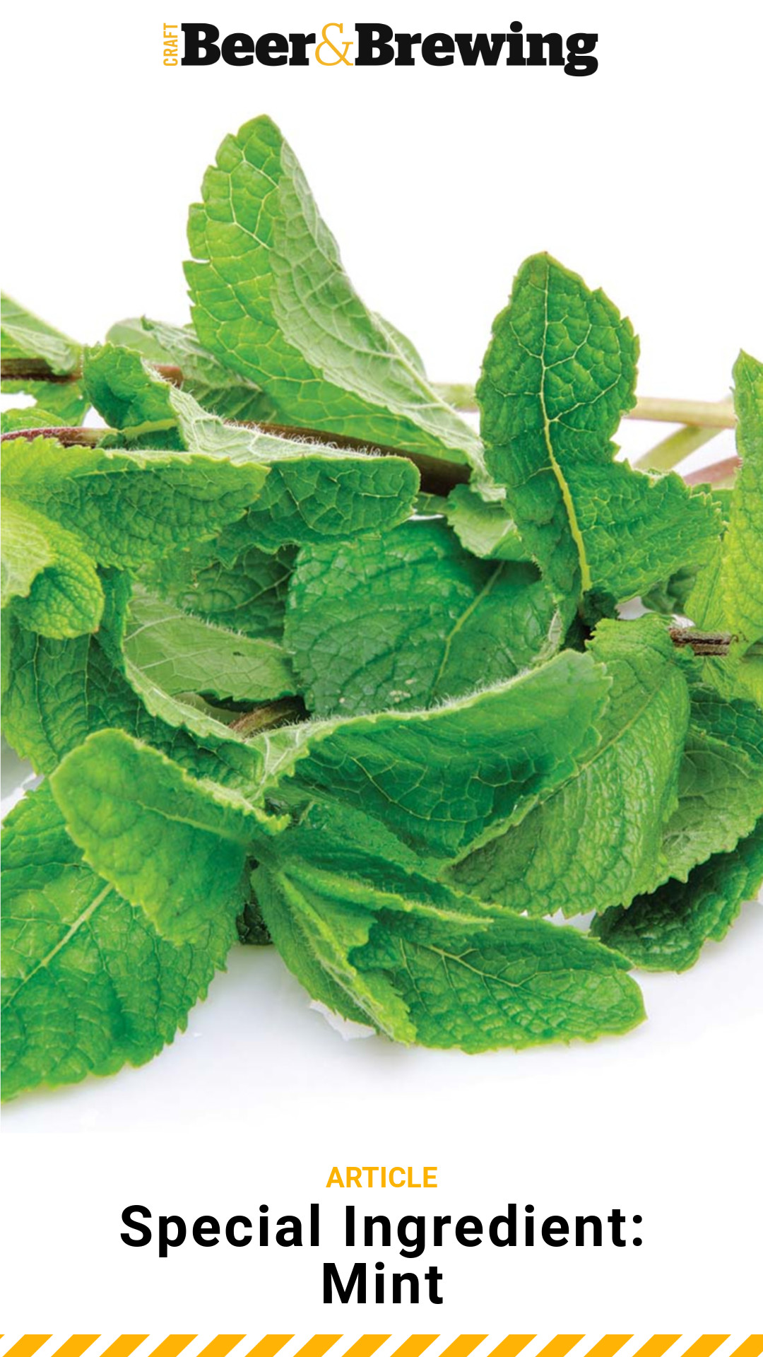 Special Ingredient: Mint | Craft Beer & Brewing