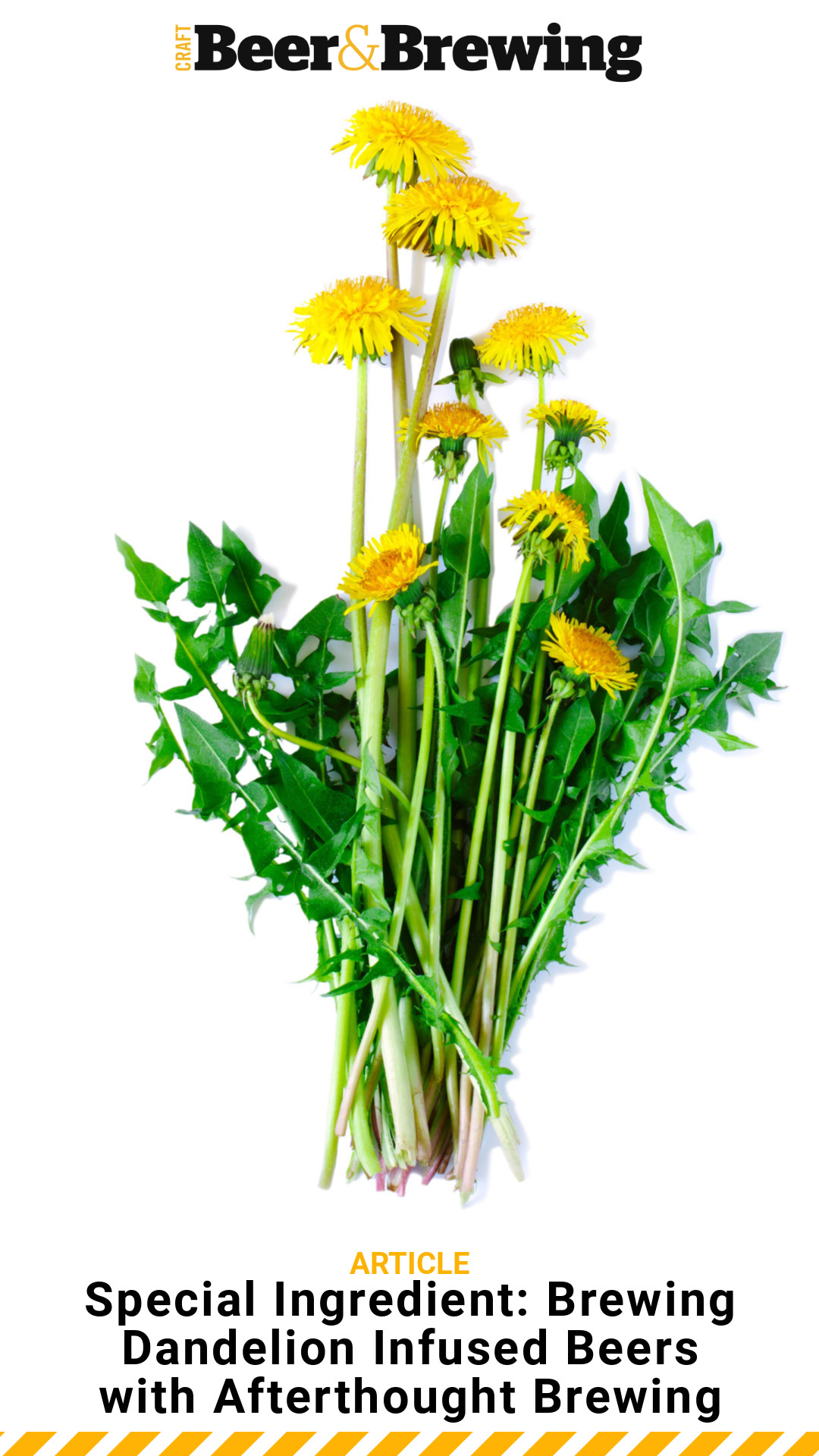Special Ingredient: Brewing Dandelion Infused Beers with Afterthought ...