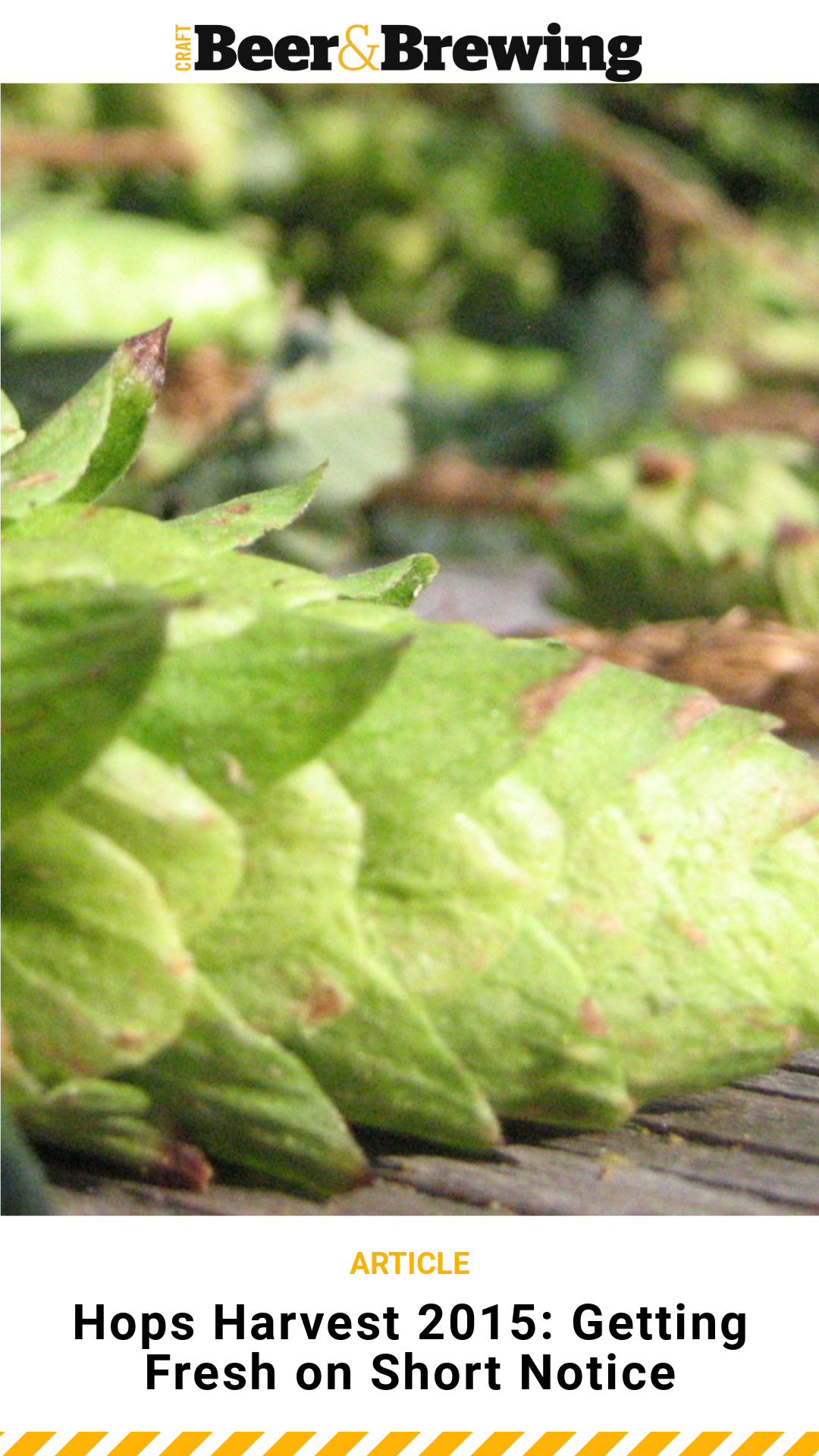 Hops Harvest 2015: Getting Fresh on Short Notice | Craft Beer & Brewing