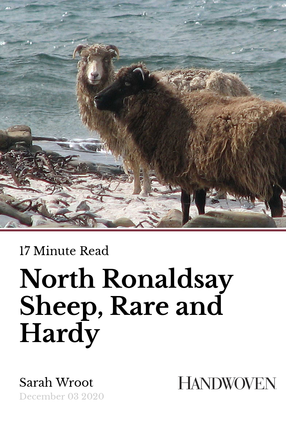 North Ronaldsay Sheep, Rare and Hardy | Handwoven