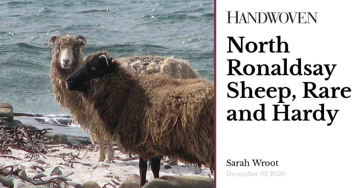 North Ronaldsay Sheep, Rare and Hardy | Handwoven