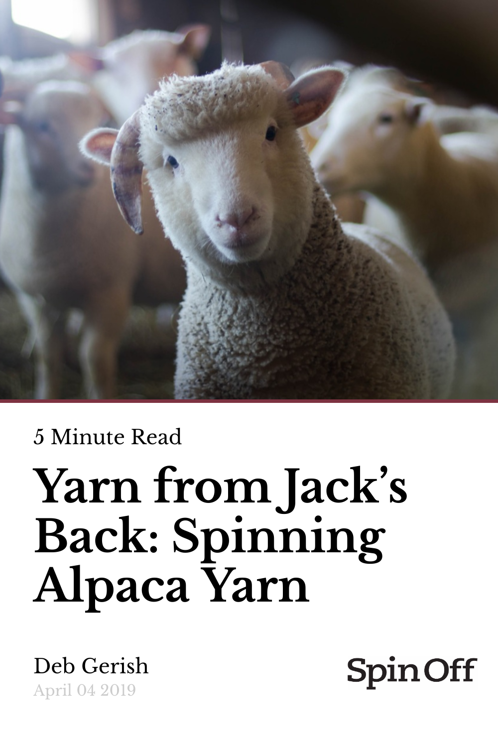 Yarn from Jack’s Back: Spinning Alpaca Yarn | Spin Off
